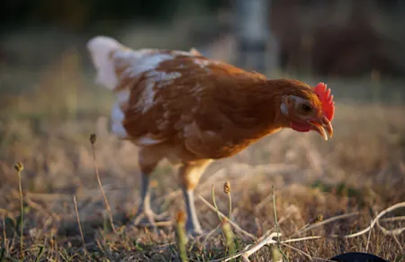 How Long Do Chickens Live, and What Do Chickens Usually Die From?