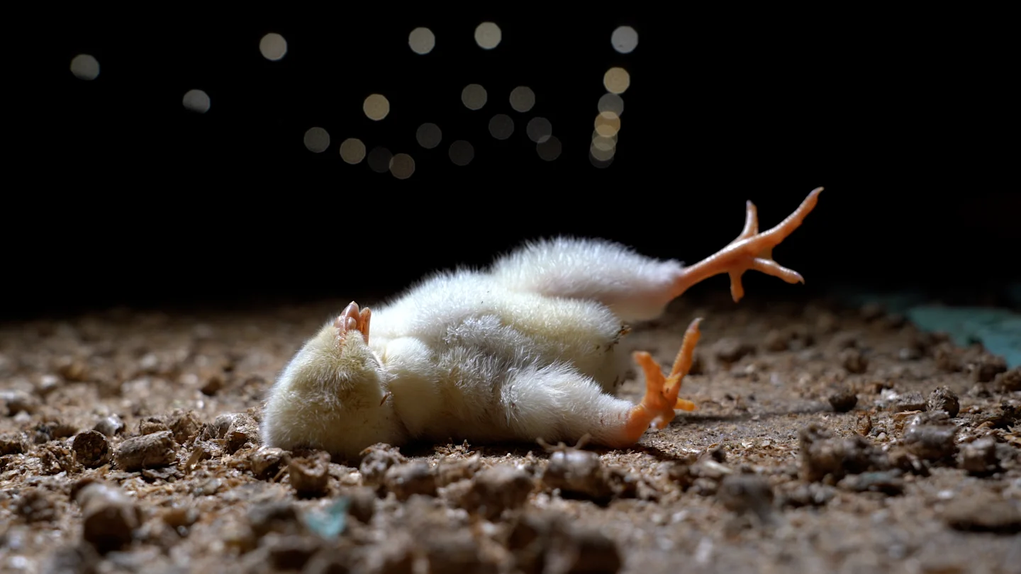 Deformed chickens & chicks beaten to death at Lidl supplier