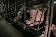 Factory Farming What It Is And Why It s A Problem Factory Farming What It Is And Why It s A Problem