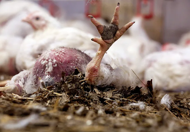 The Life of a Broiler Chicken