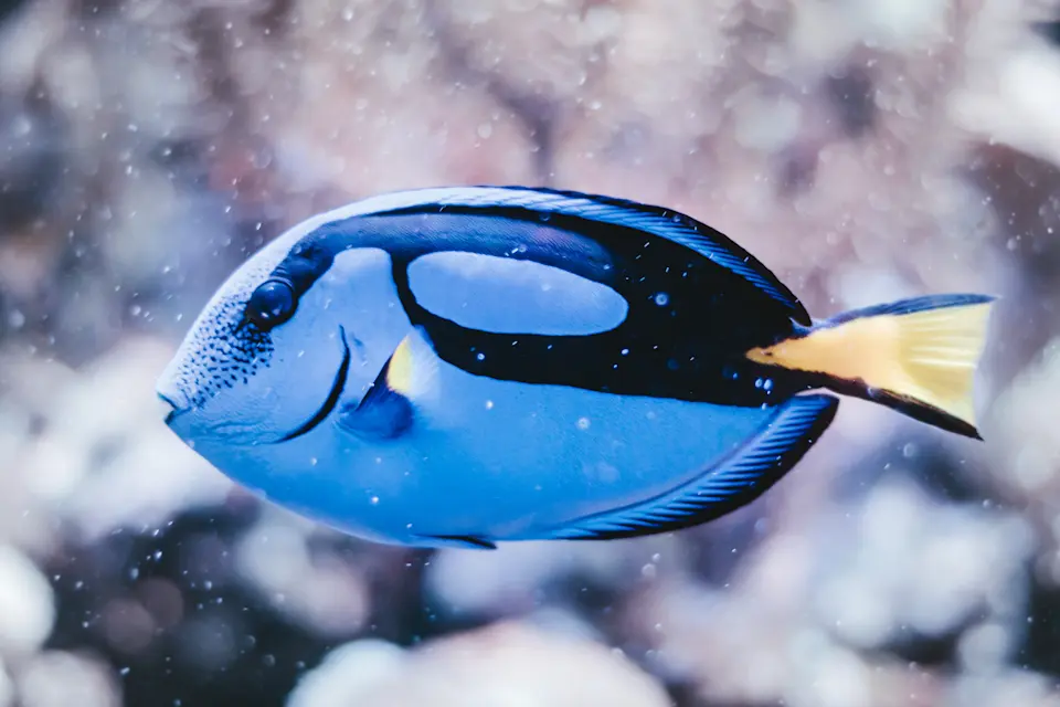 Fish have feelings, too: The emotional lives of fish
