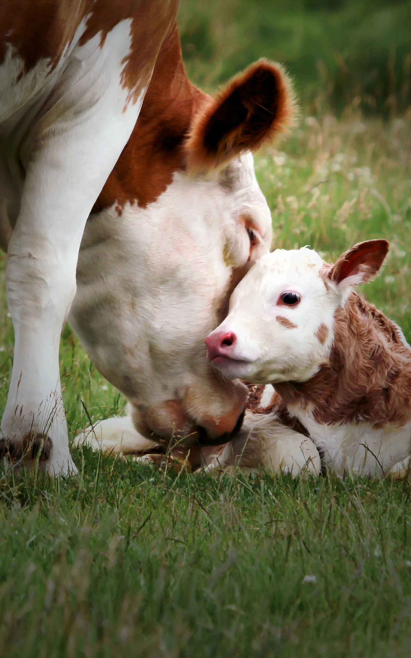 The Humane League UK. End animal abuse. Join us today.