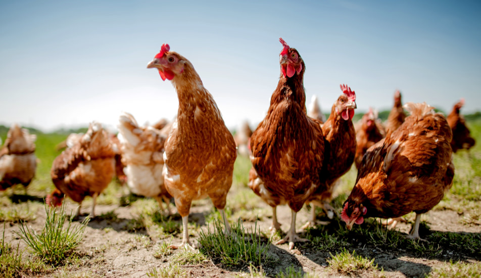 How Long Do Chickens Live, and What Do Chickens Usually Die From?