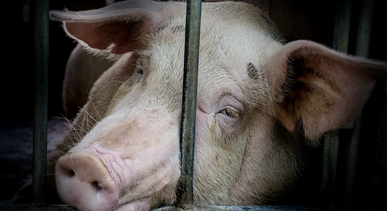 Five Freedoms of Animal Welfare: What They Are & Why They Aren't Enough