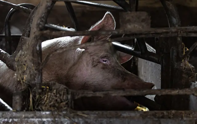 Factory Farming: What It Is and Why It's a Problem - Light Path Resources