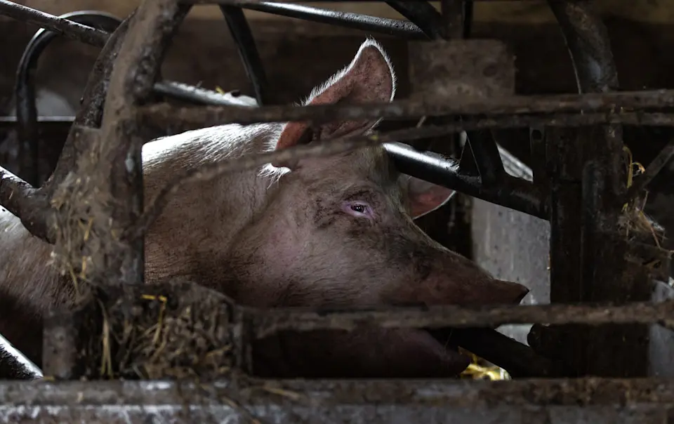 Factory Farming: What It Is and Why It's a Problem