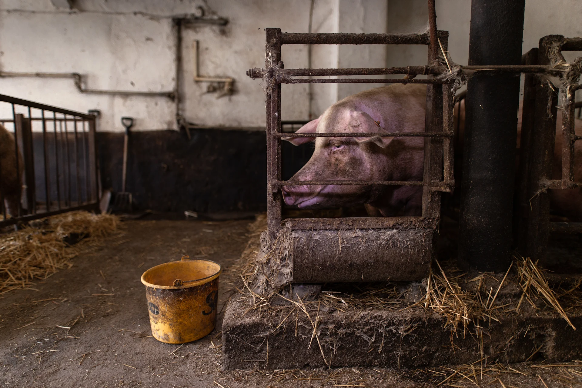 Pig farmer: What is it & are pig farms cruel?
