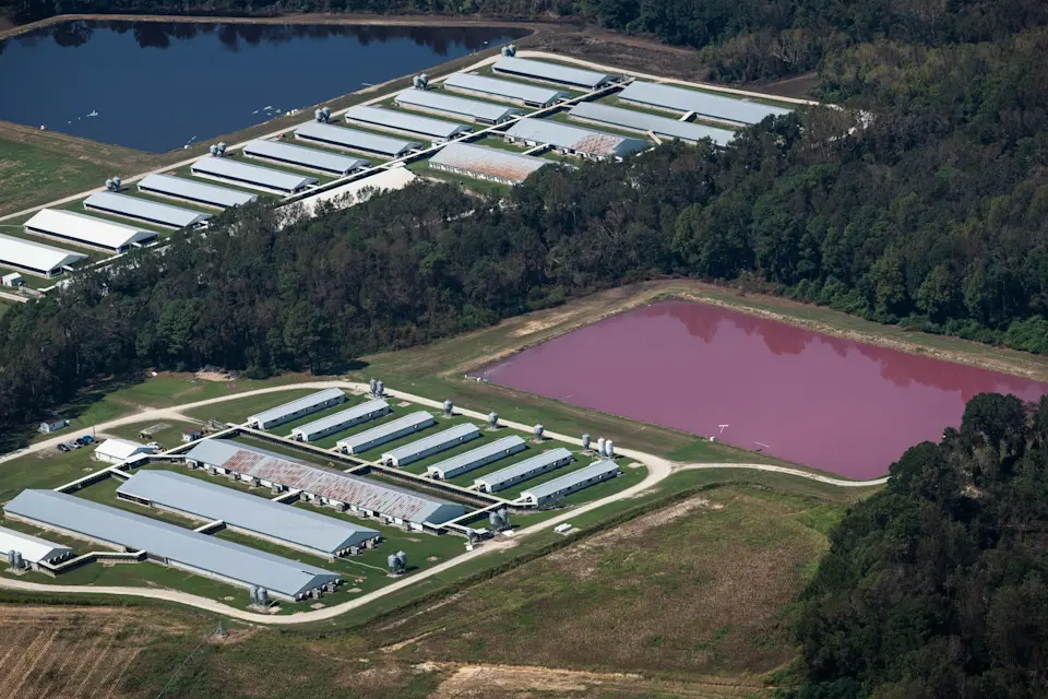 What Is A CAFO (Concentrated Animal Feeding Operation)?
