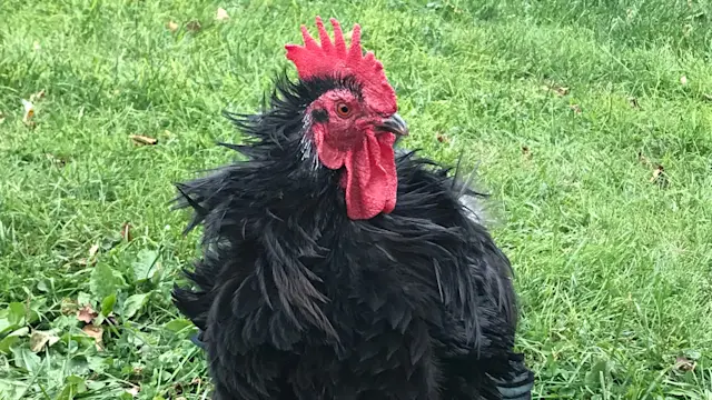 Meet 5 Legendary Birds of Midwestern Farm Sanctuaries