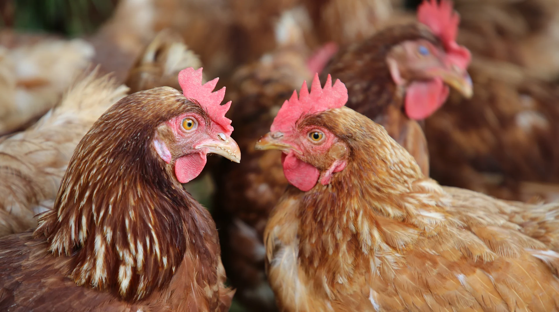 THE OPEN WING ALLIANCE RELEASES NEW EUROPEAN CHICKEN COMMITMENT ...