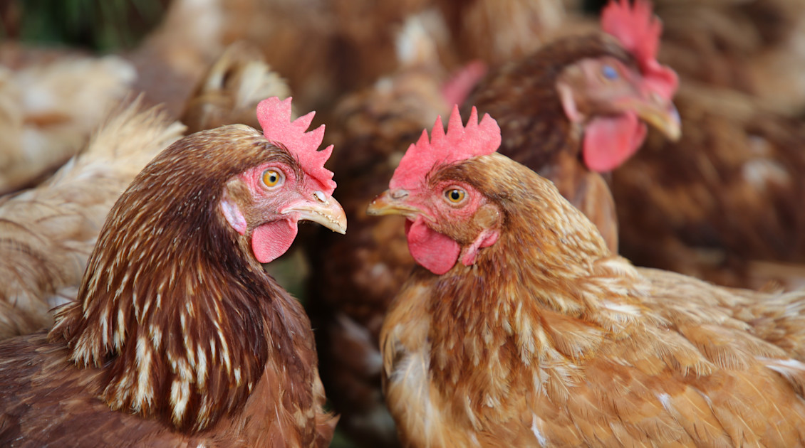 THE OPEN WING ALLIANCE RELEASES NEW EUROPEAN CHICKEN COMMITMENT ...