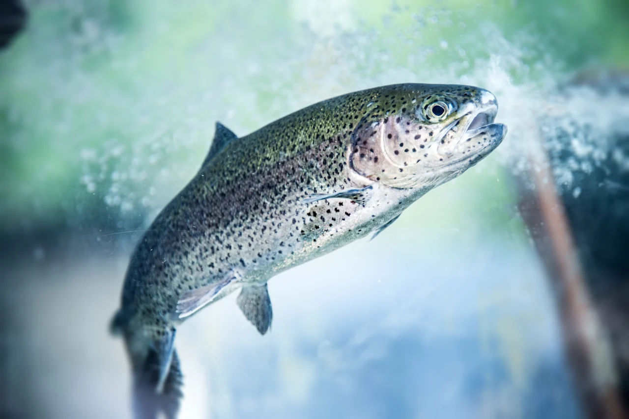 How long do fish live, and what do fish usually die from?