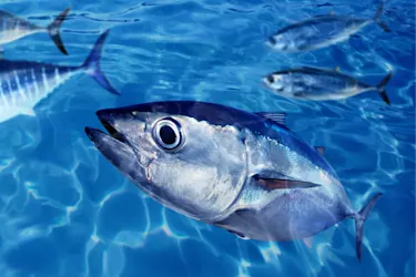 What Is a Pescatarian? Pescatarian Diet