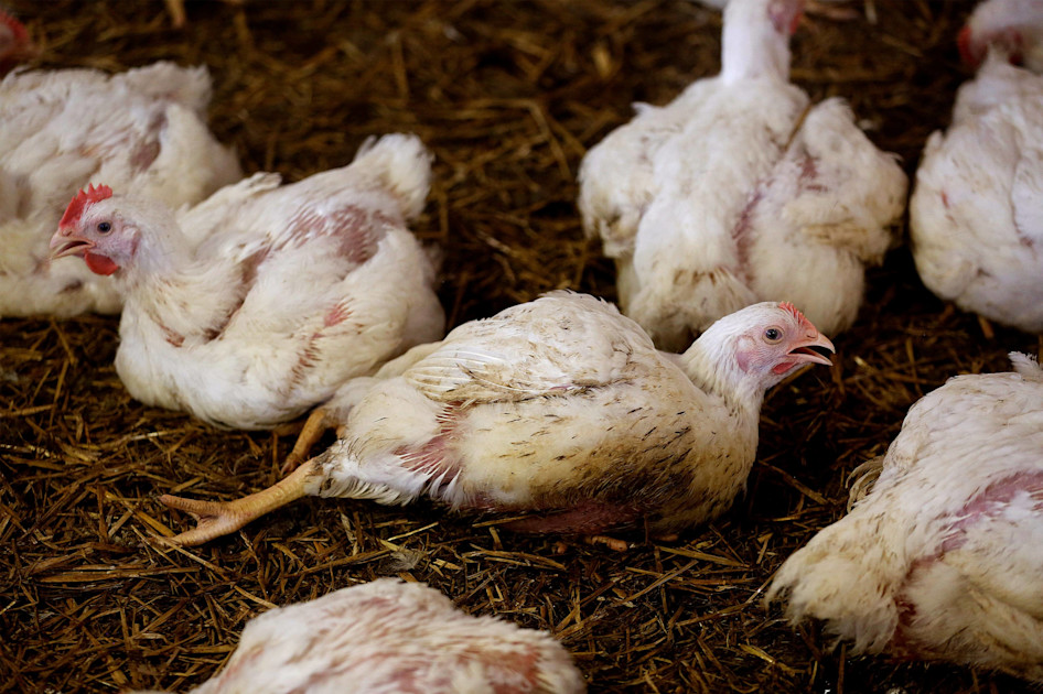 The welfare of broilers in the EU