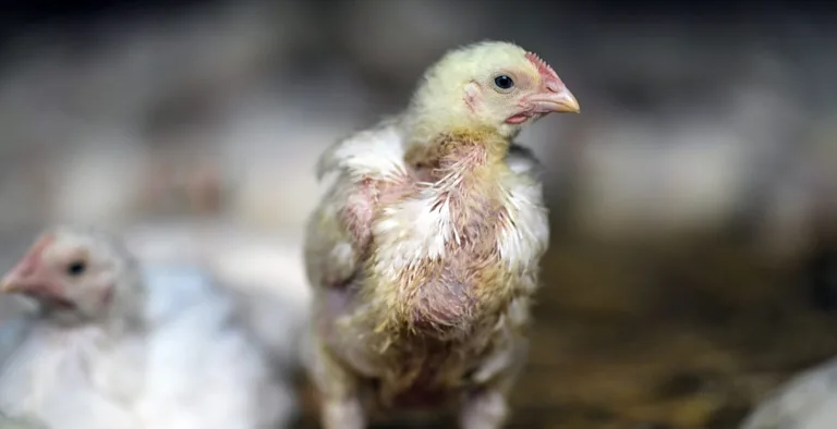 Report: Severe pain in chickens can be cut by two thirds but ...
