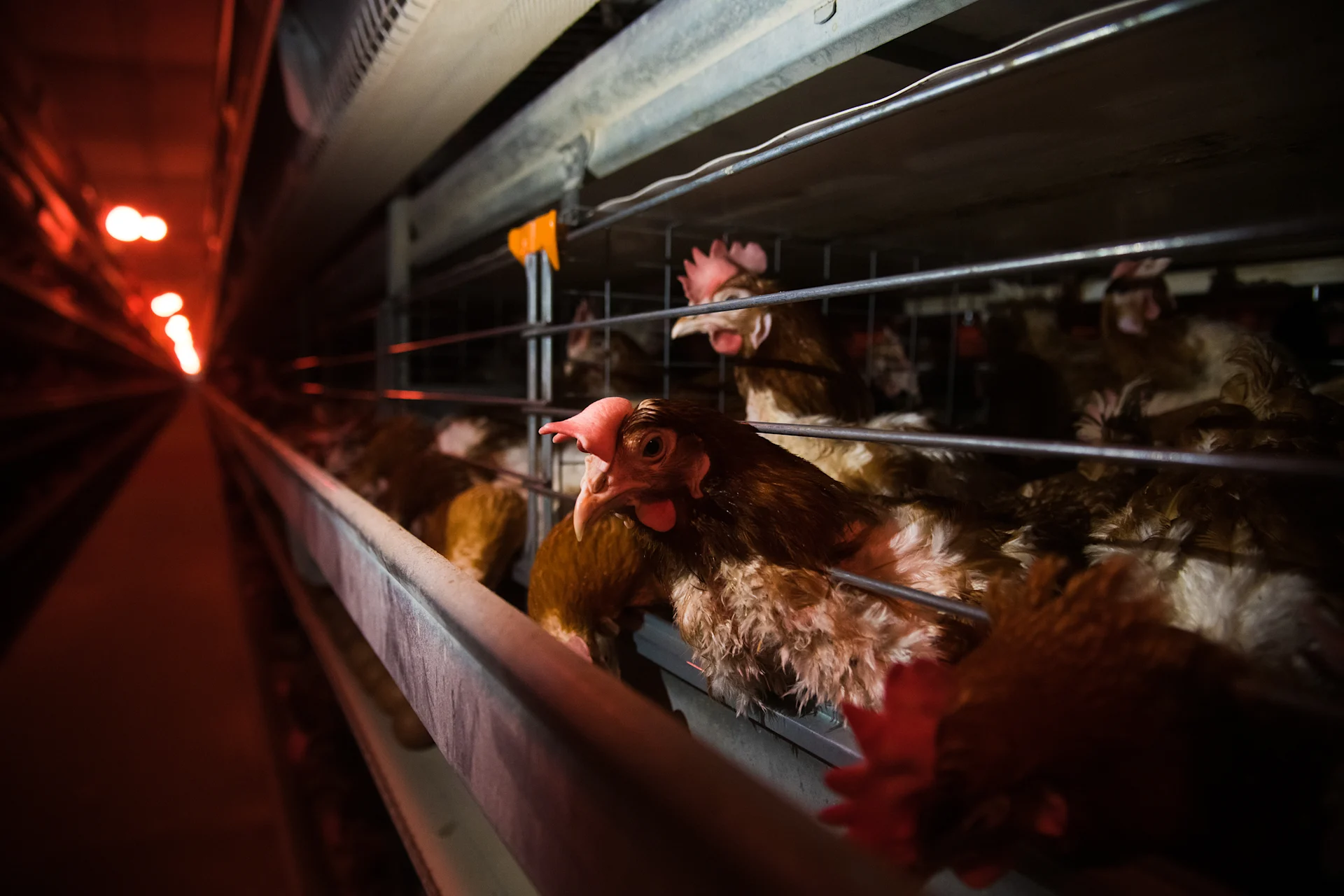 Victory! Rite Aid to go cage-free by the end of this year
