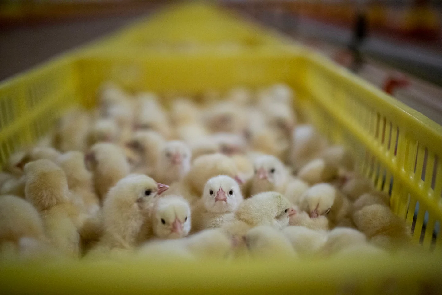 The Truth About Chick Culling: One of the Egg Industry's Hidden Secrets