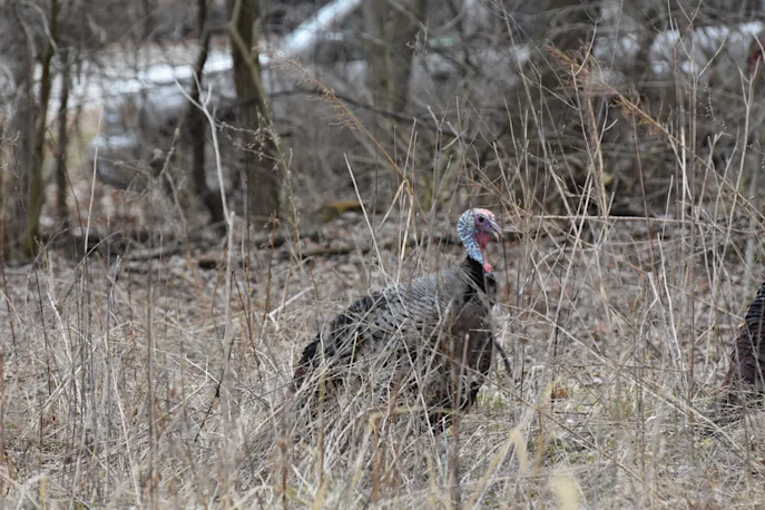 These facts may just change the way you think about turkeys. Click to ...