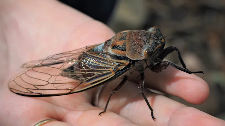 Cicada Emergence is an Opportunity to Consider Insect Welfare