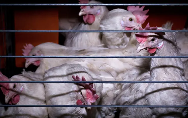 Factory Farming: What It Is and Why It's a Problem - Light Path Resources