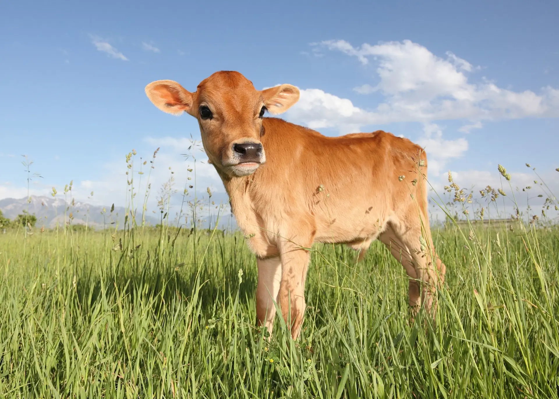 14 Environmental Benefits of Veganism: Can It Save The Planet?