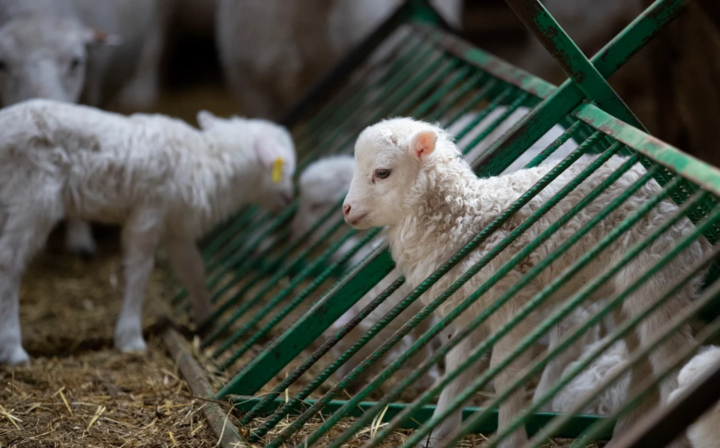 What is lamb tail-docking? Is it animal cruelty?