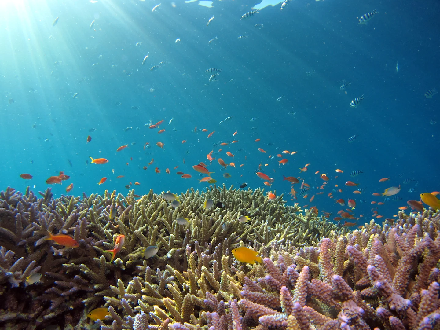 What is ocean conservation and why is it more important than ever?