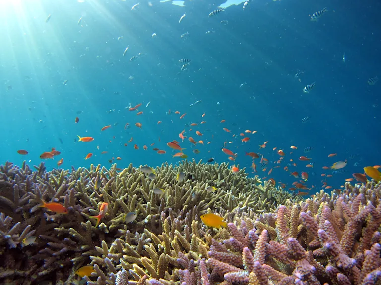 What is ocean conservation and why is it more important than ever?