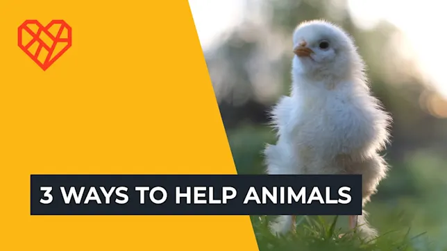 Want to know how you can help animals this year? Click here for some ...
