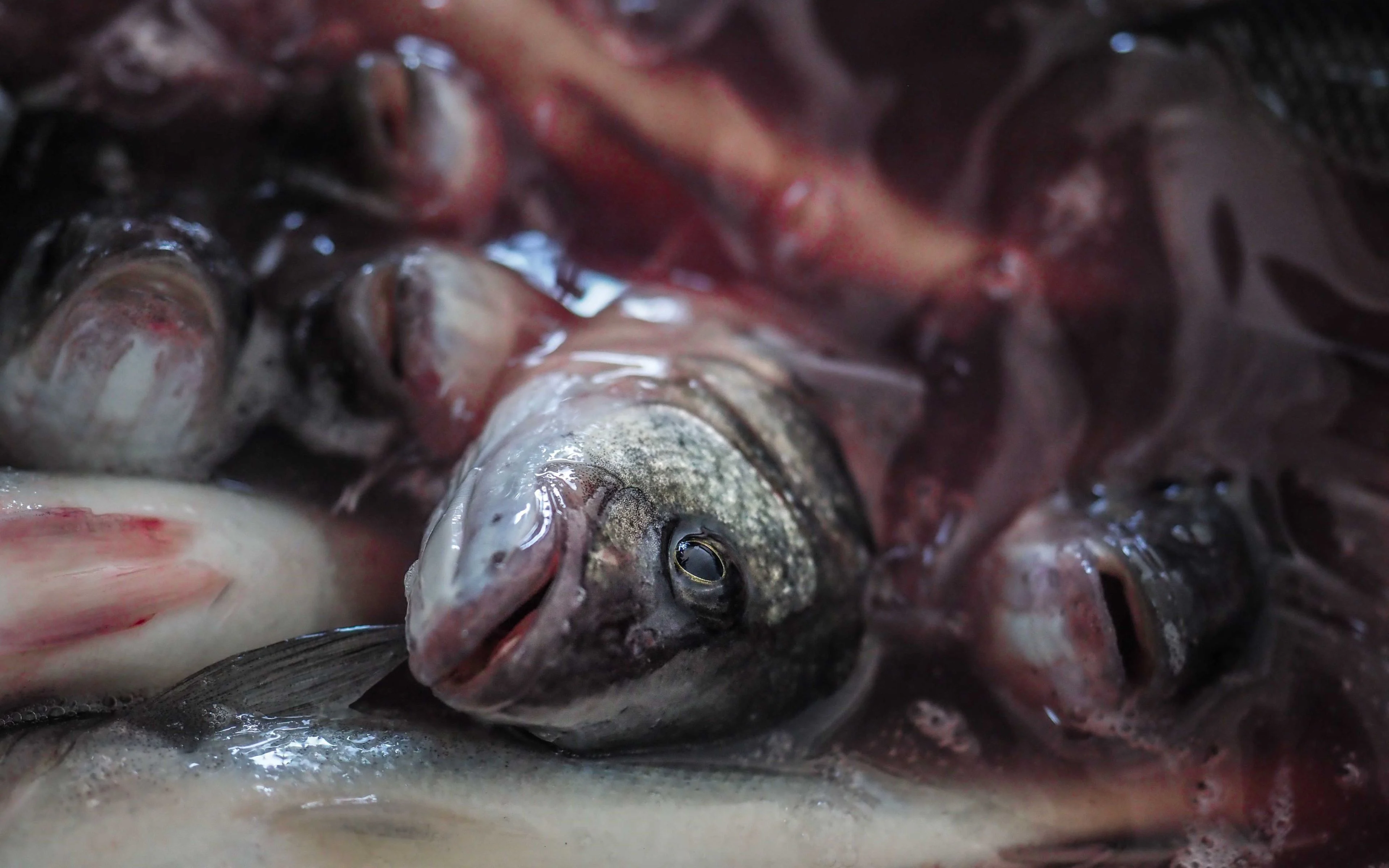 What is the Humane Slaughter Act? How does it protect animals?