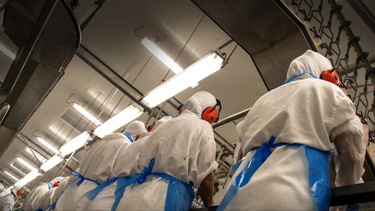 The pig industry is not only bad for animals—it’s bad for workers as well