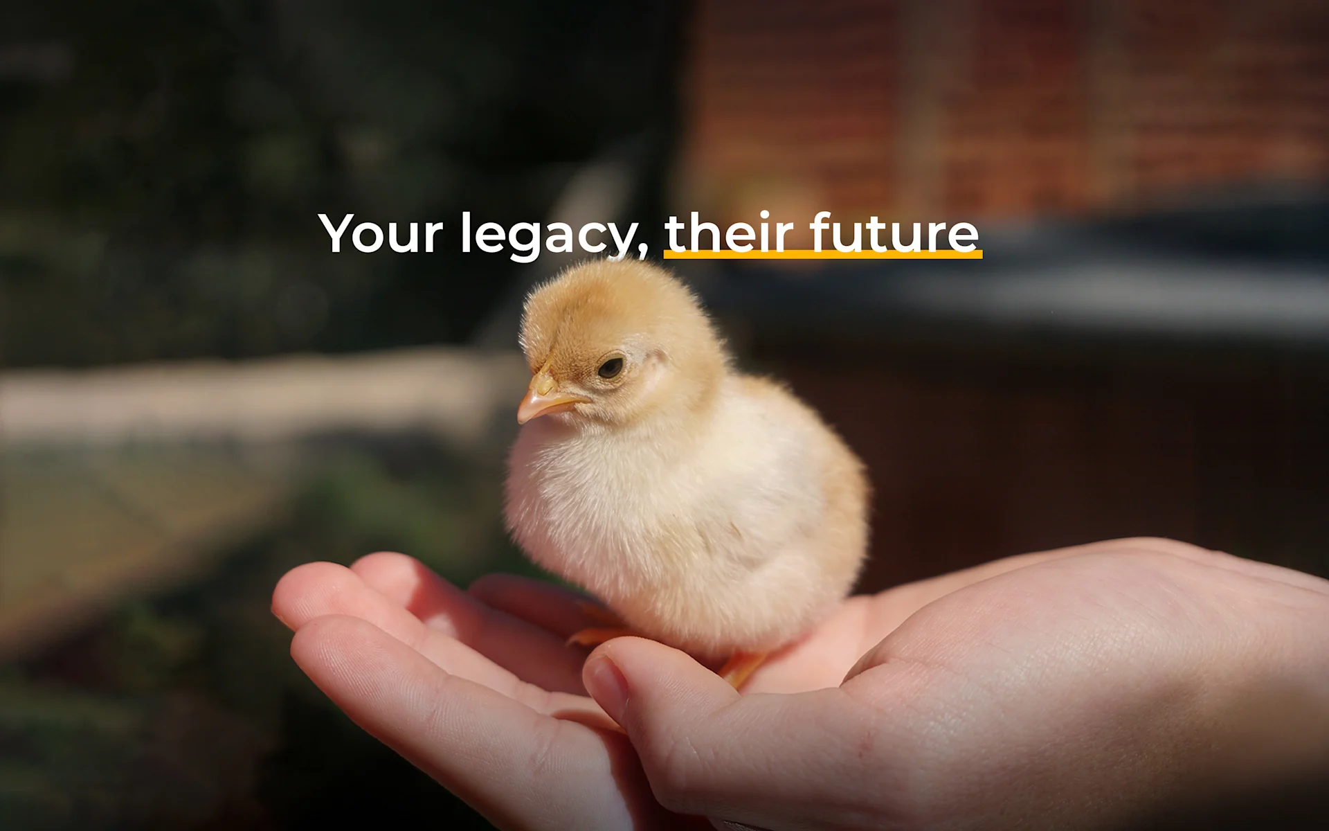 The Humane League UK. End animal abuse. Join us today.