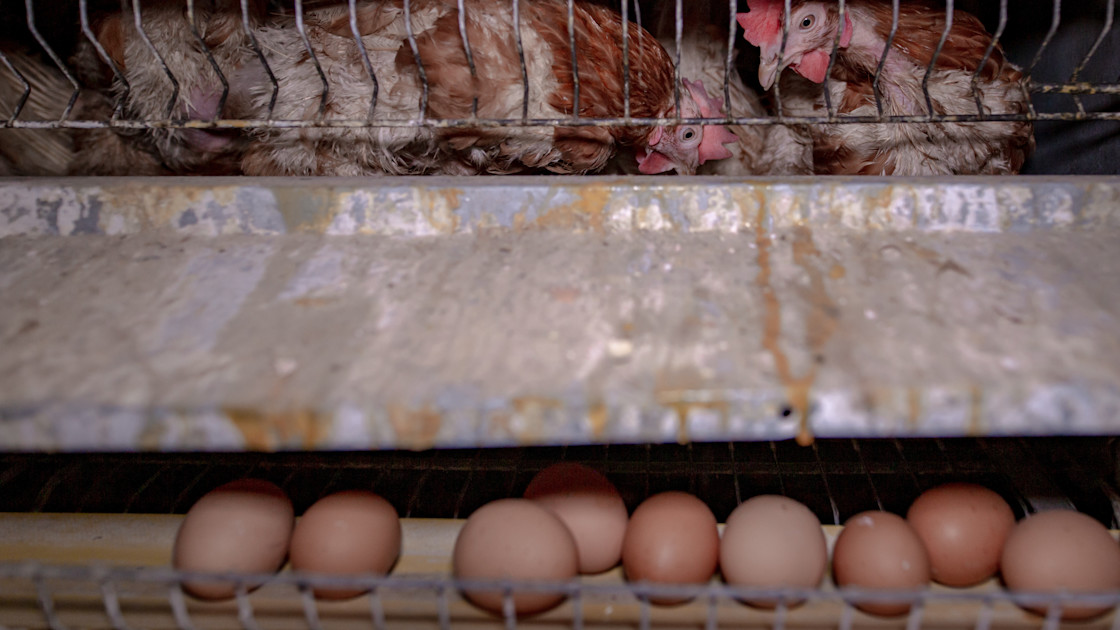 How Many Eggs Does a Chicken Lay a Day?