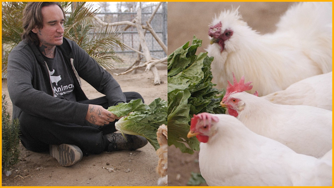These rescued chickens can live life on their own terms ️🐔