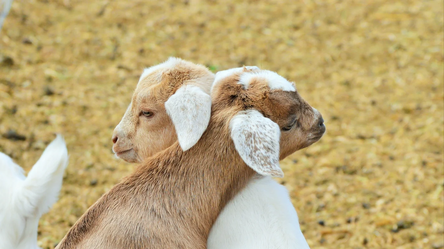 Heartwarming Animal Photos to Get You Through Your Week