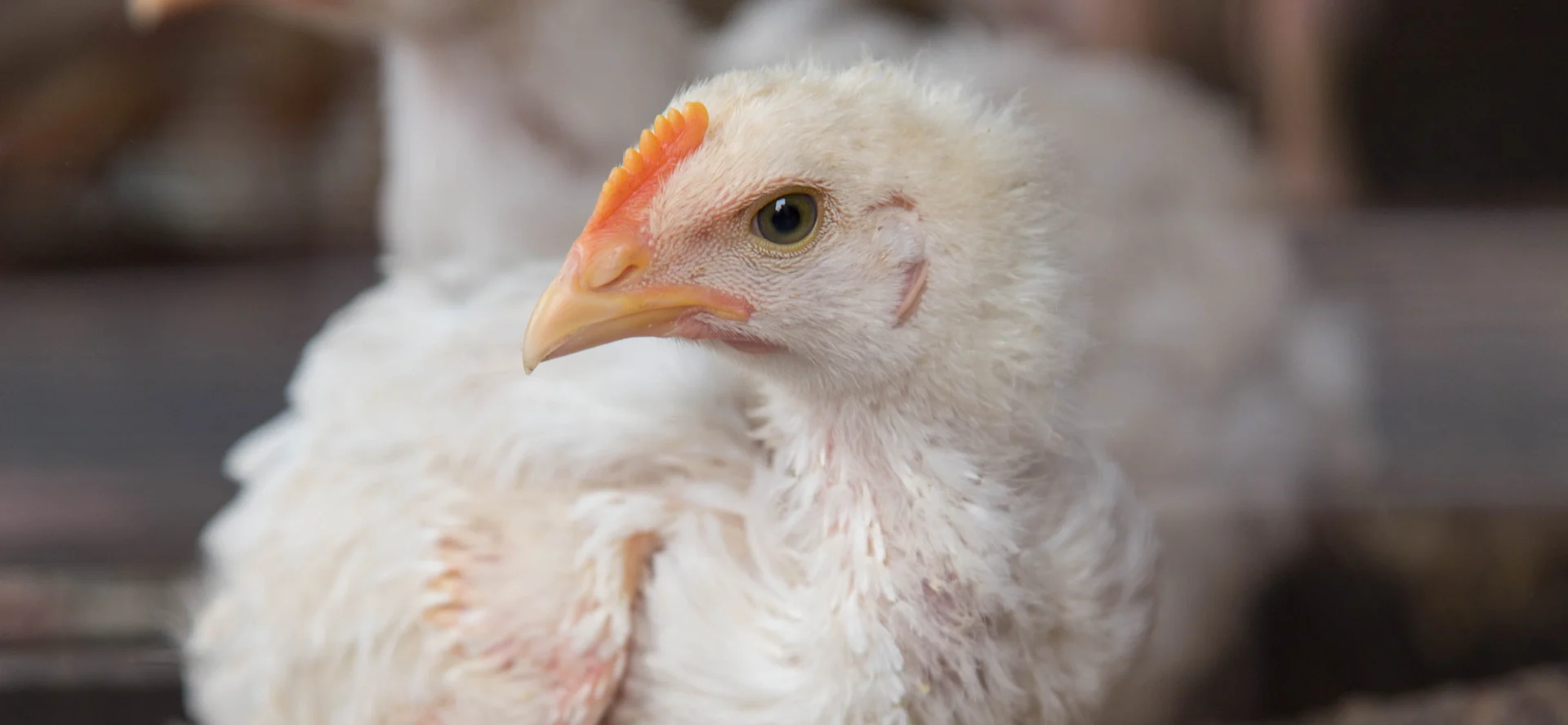 What is White Striping in Chicken? Is it a Problem?