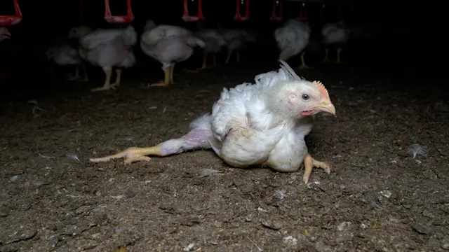 Senator Booker's New Bill to Hold Big Meat Accountable, Explained