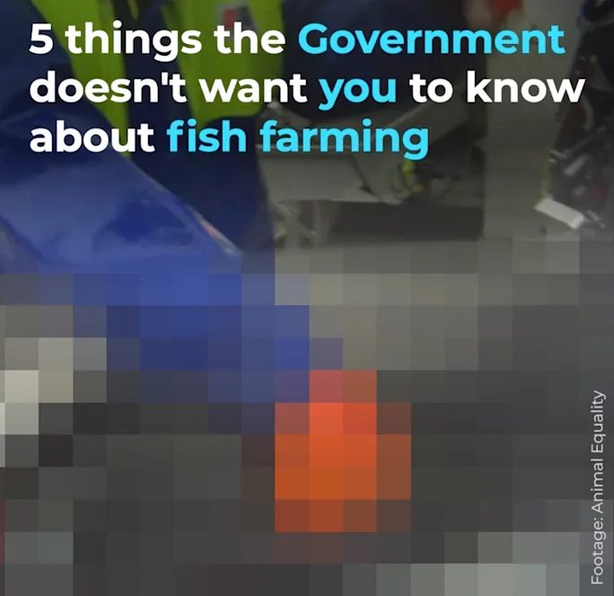 Forgotten Fish Campaign - Everything you need to know.