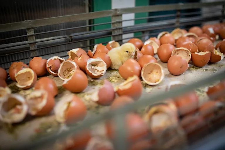 Egg Production Facts and Stats: How Eggs End Up On Our Plates