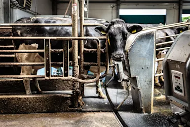 Do Humane Dairy Farms Exist? The Truth About Milk