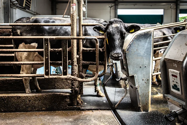 Do Humane Dairy Farms Exist? The Truth About Milk