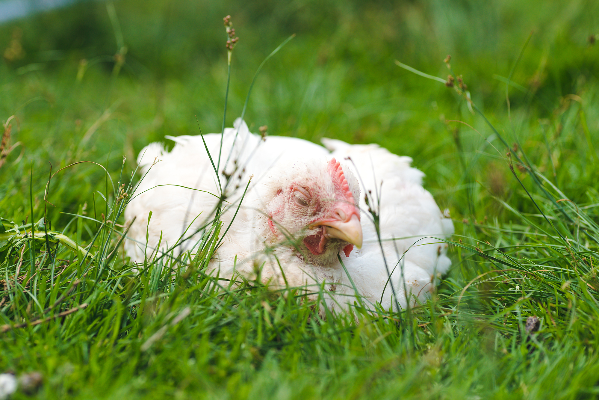 The Life of a Broiler Chicken