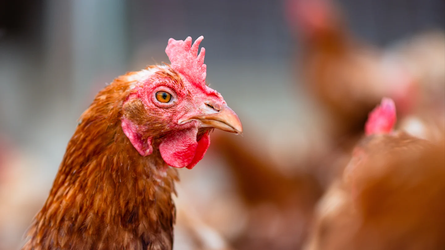 What Does Cage-free Progress Look Like Around the World?