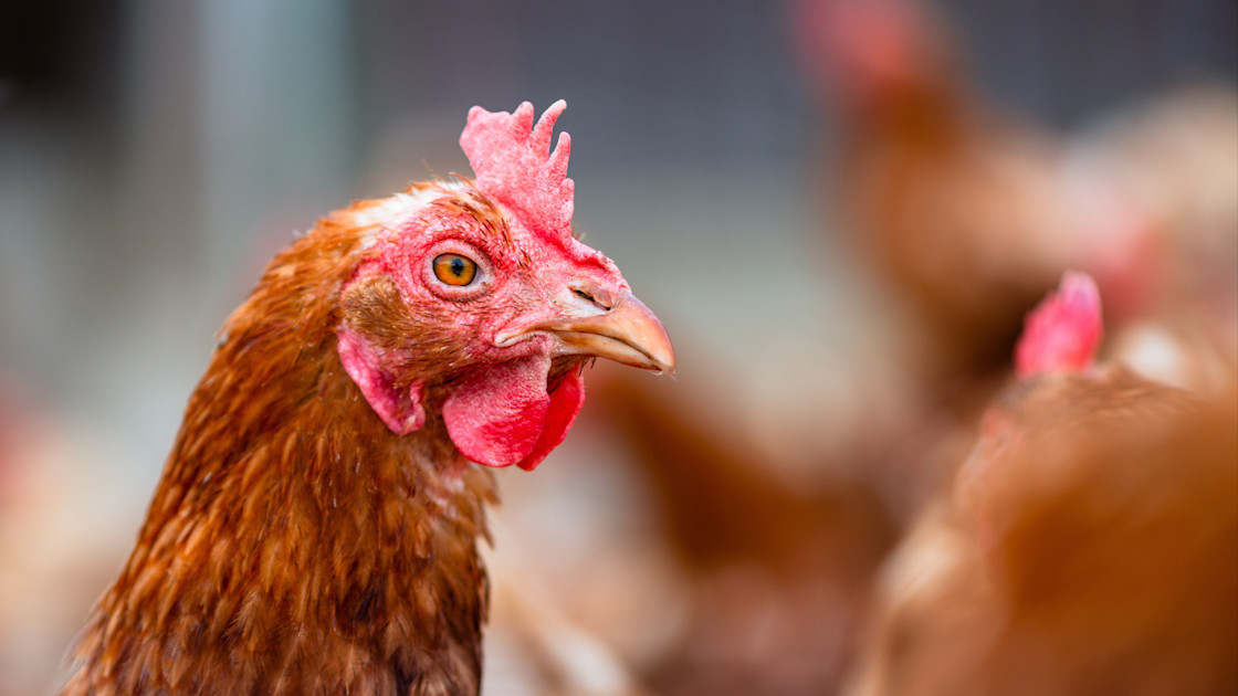 What Does Cage-free Progress Look Like Around the World?