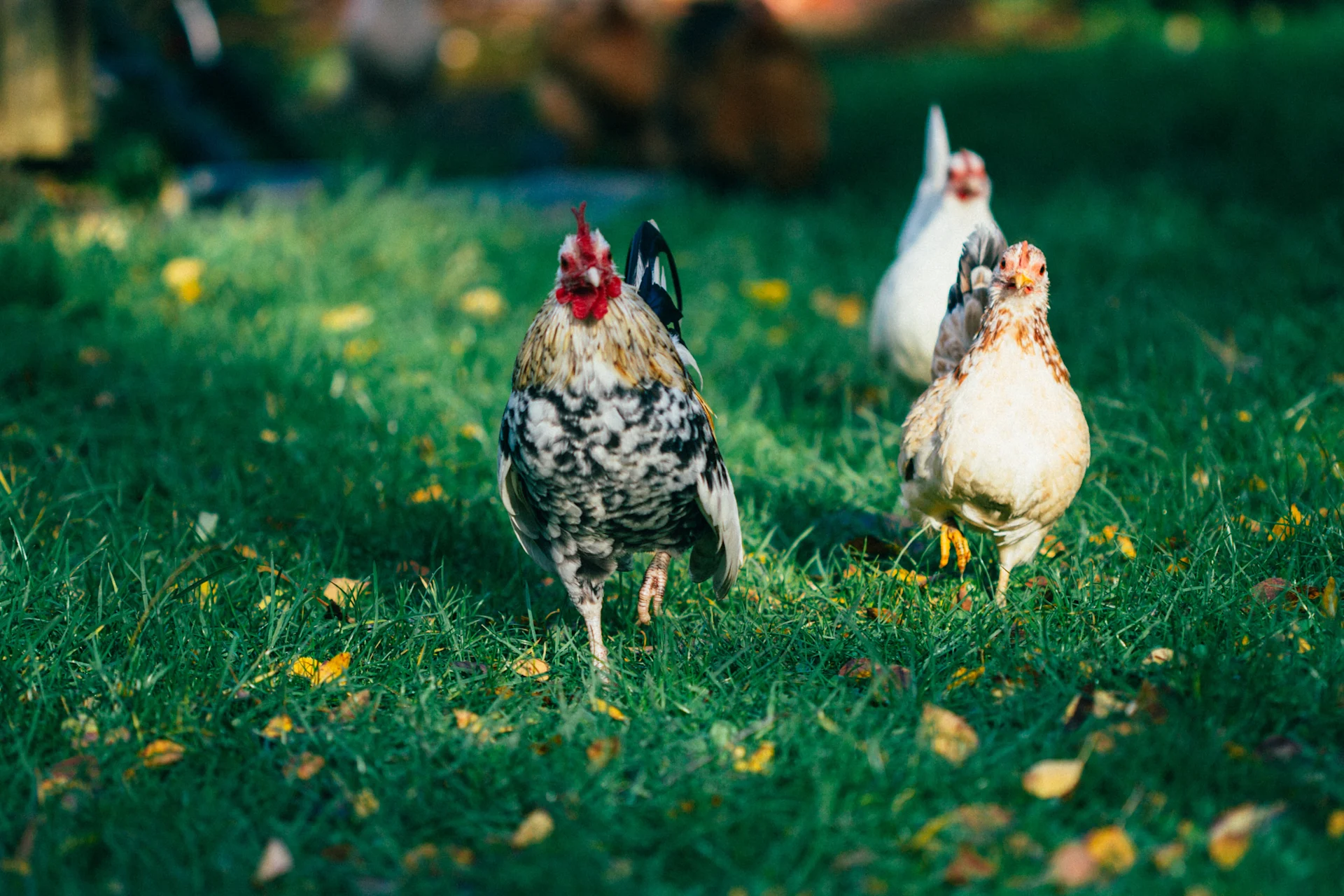 What are the different breeds of chicken?