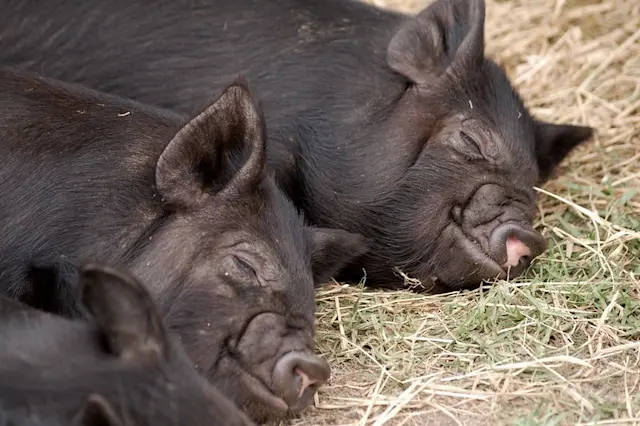 Are pigs clean? Fun facts and common misconceptions about pigs