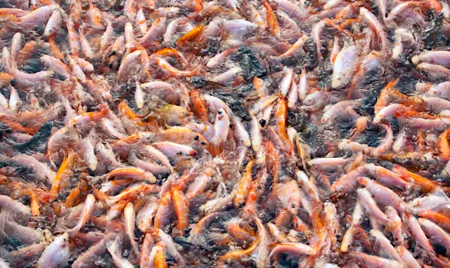 Fish have feelings, too: The emotional lives of fish