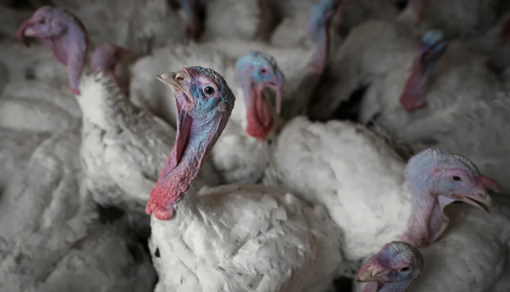 What’s life like for a factory-farmed turkey?