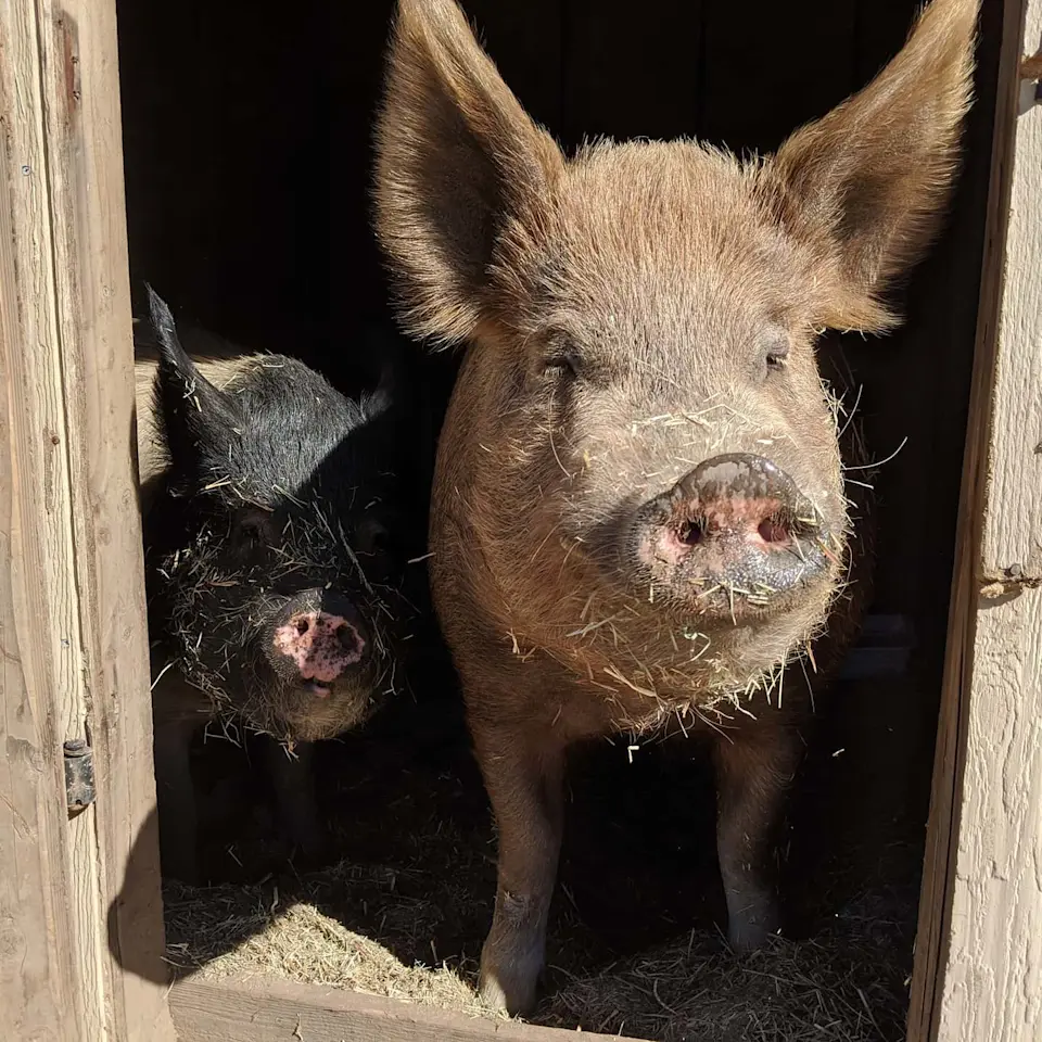 The rescue pig with the big personality: Meet Firecracker