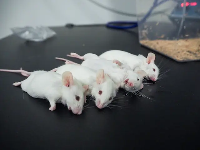What Is Animal Testing & Which Animals Are Used For Testing?